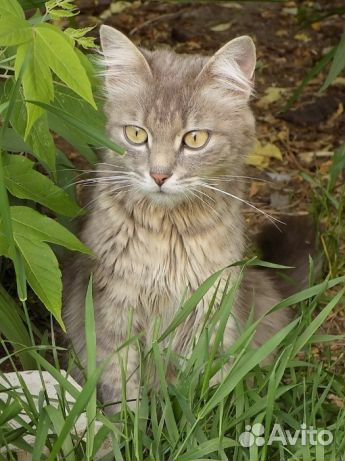 Отдам кота. Винсент. Молодой и скромный