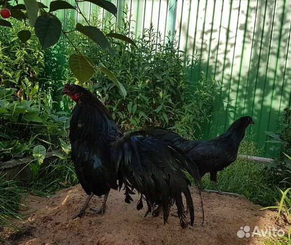 Семья Суматра 1+1