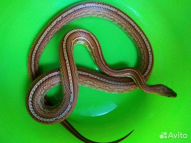 Домашняя змейка. Красивый ручной полоз