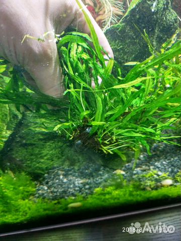 Аквариумные растения