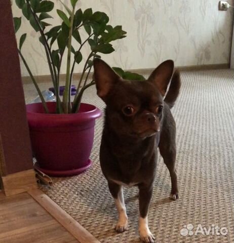 Чихуахуа вязка