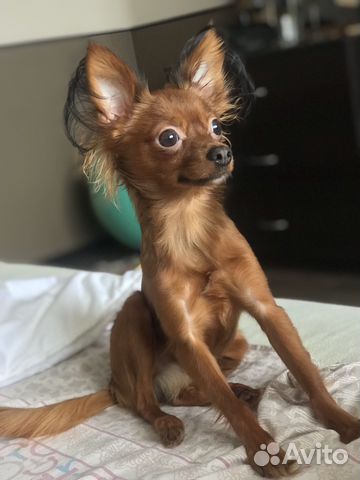 Той-терьер для вязки