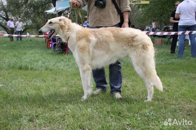 Молодые русские борзые