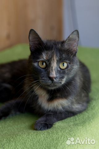 Зефирка, 2.5 года