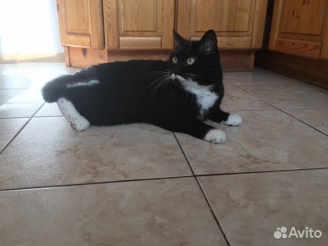 Отдадим кота в заботливые руки