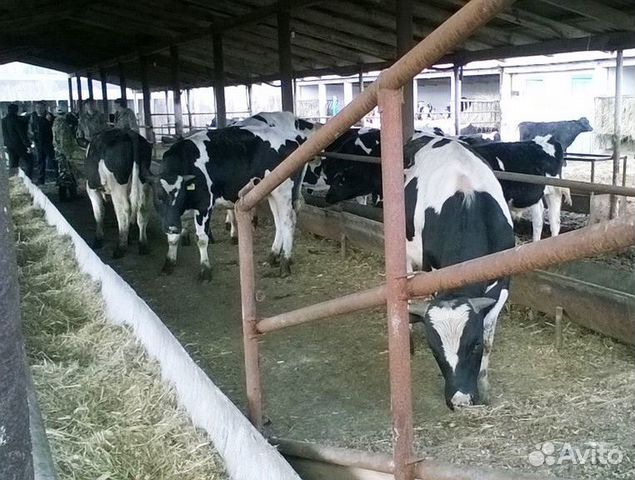 Телята бычки 1-6 месяцев