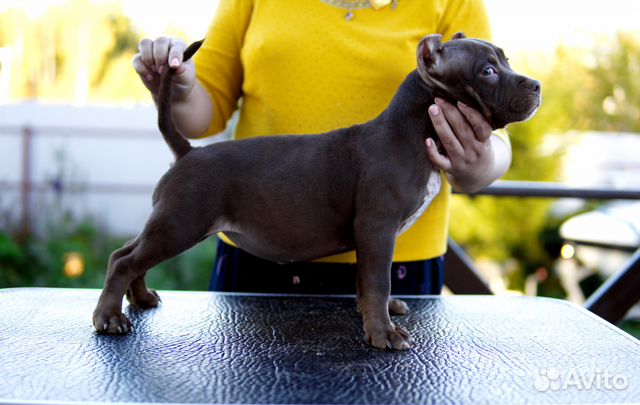 Американский Булли щенки, шоколадная девочка 3 мес