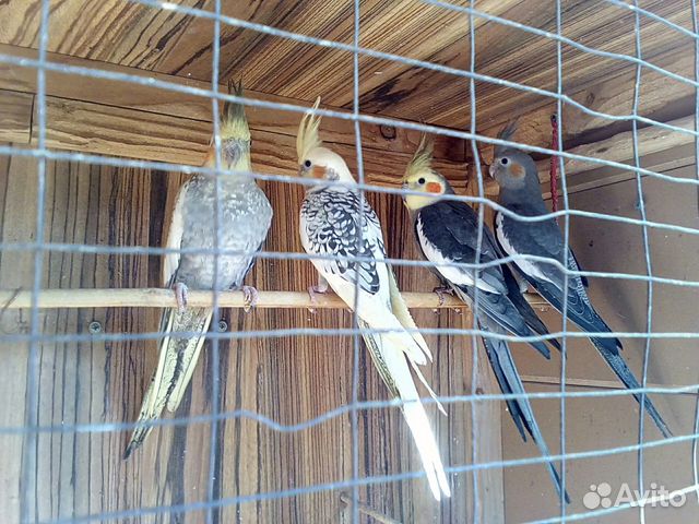 Продажа попугаев Корелл