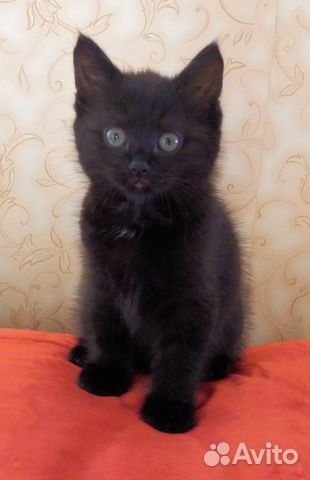 Отдам игривого котёнка-девочку 3 мес