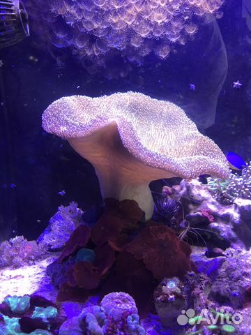 Кораллы саркофитон, дискосомы