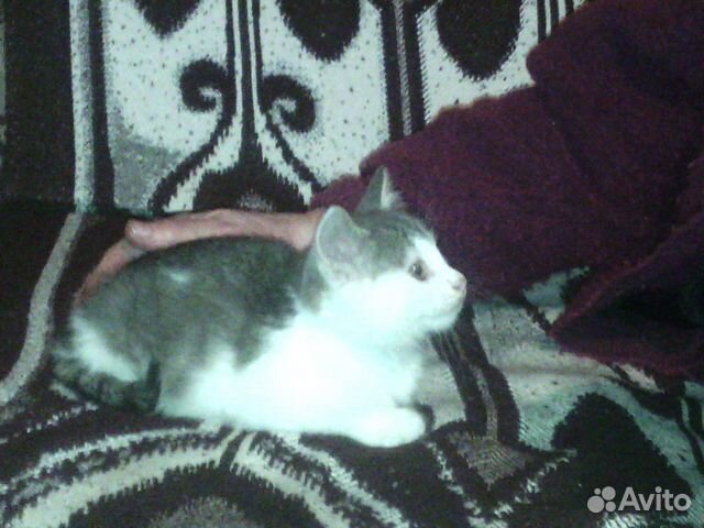 Котенок