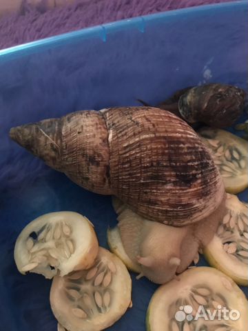 Улитка ахатина