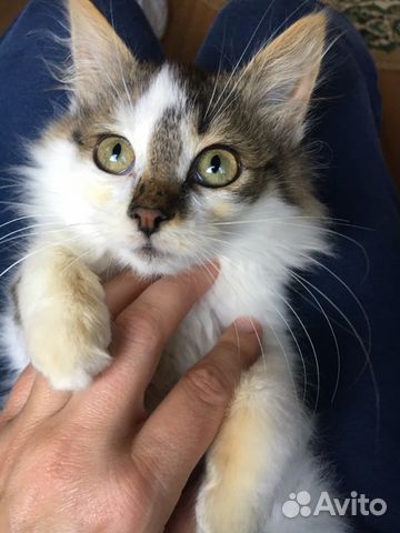 Котёнок Помпончик. 3 месяца. В добрые руки