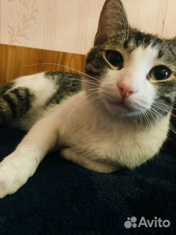 Отдам кота Тиму