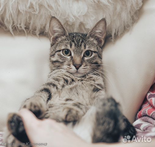Котенок Шико трехлапик