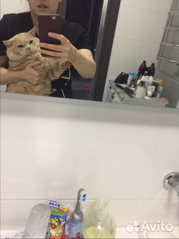 Британский,шикарный кот