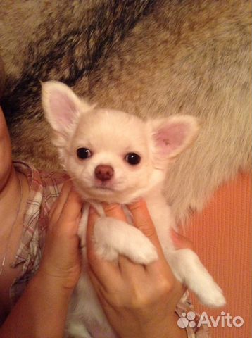 Щенок чихуахуа