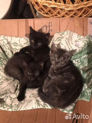 Маленькие котята 2 мес