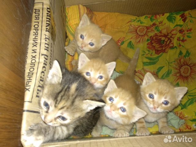 Мимимишные котятки