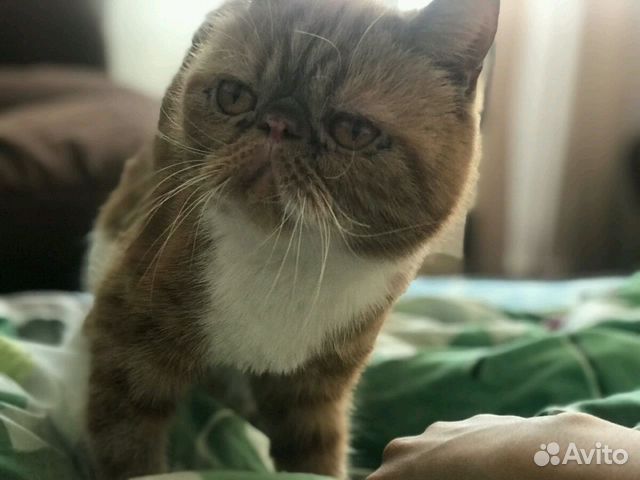 Отдам кошку