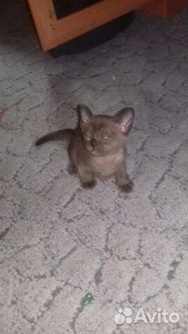 Предлагаются к продаже котятки бурмы