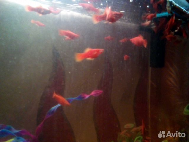 Рыбки меченосцы