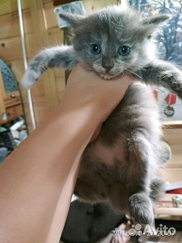 Отдаем отличных котчт
