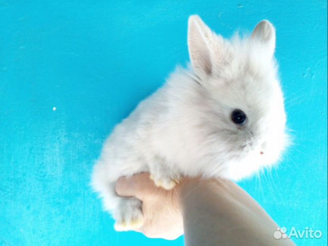 Миниферма карликовых декоративных кроликов "Лапик"