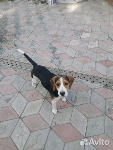 Бигль мальчик