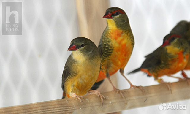 Астрильды, амаранты