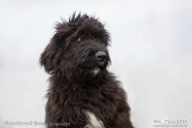 Щенки породы Фландрскй Бувье