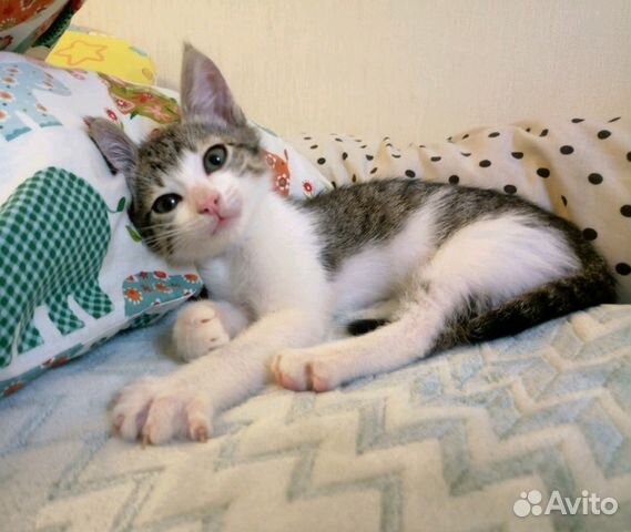 Котенок в добрые руки