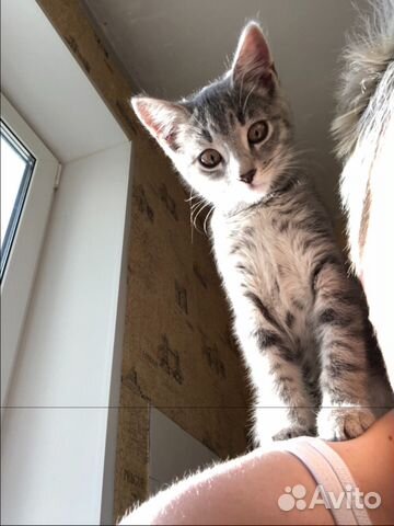 Котёнок в добрые руки