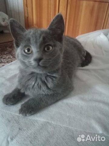 Котенок в добрые руки ответственному человеку
