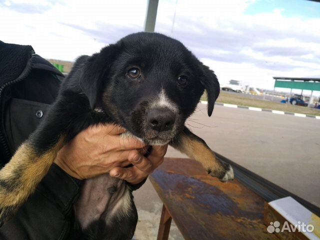 Щенок, дворняга