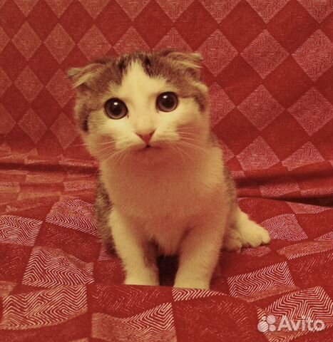 Маленькая кошь