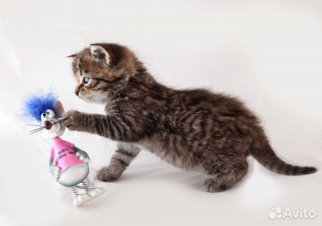 Котенок Тигренок 1,5 мес