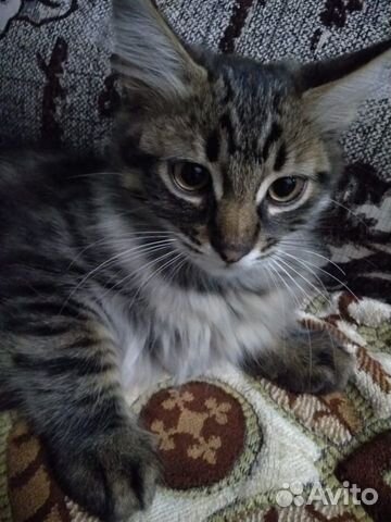 Котенок Леопольд в хорошие руки