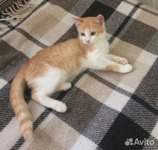 Котёнок