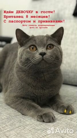 Вязка британцев кошки