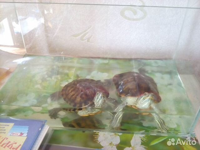 Черепахи красноухие