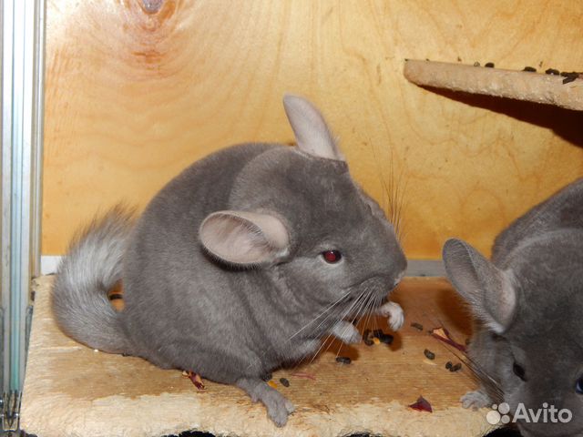 Шиншиллята