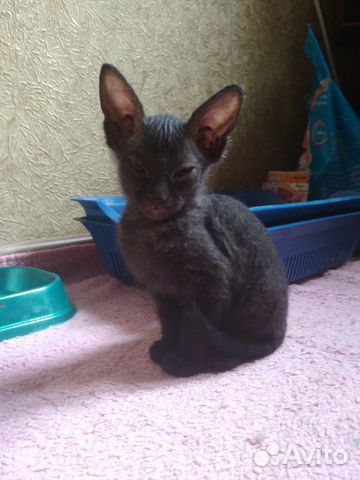 Донской сфинкс