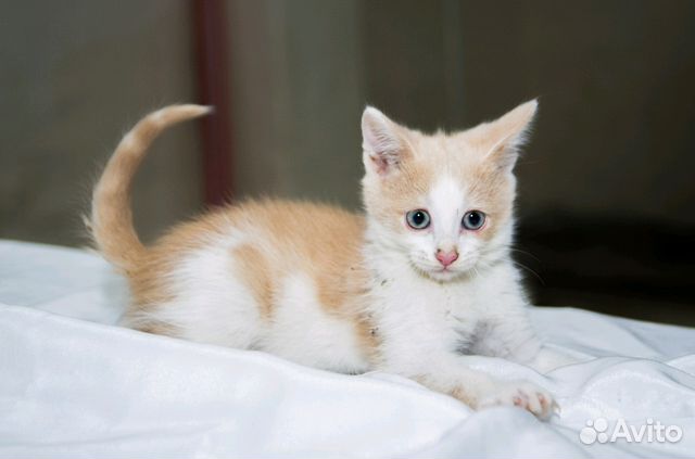 Котенок в добрые руки