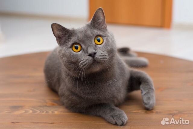 Шотландская кошка чистокровка
