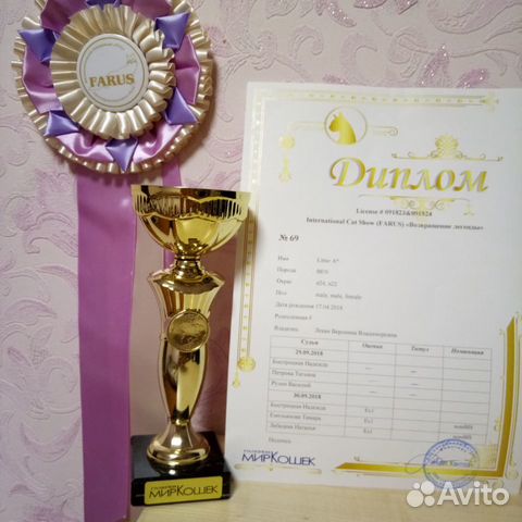 Продаются бенгальские котята