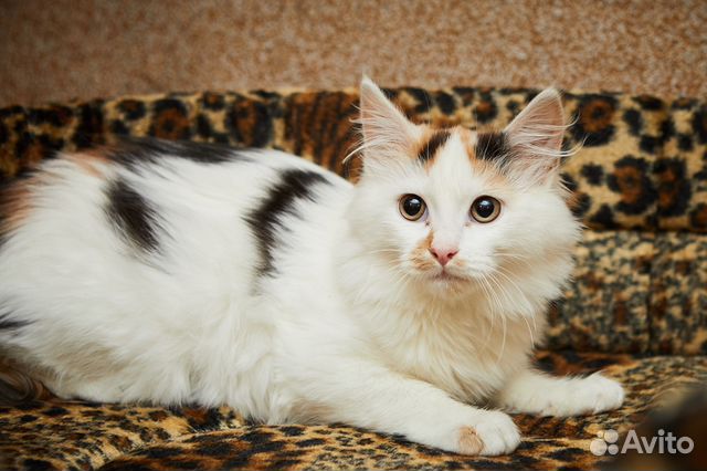 Необычный котенок девочка. Внешность с изюминкой