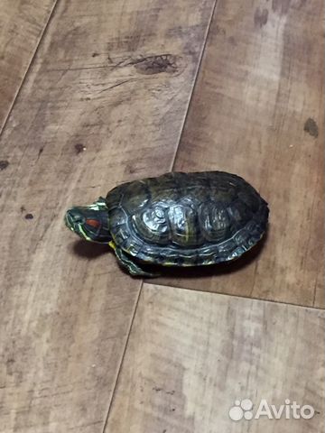 Красноухая черепаха