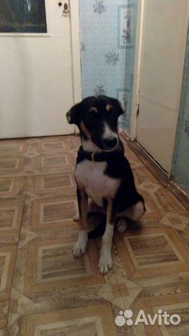 Щенки