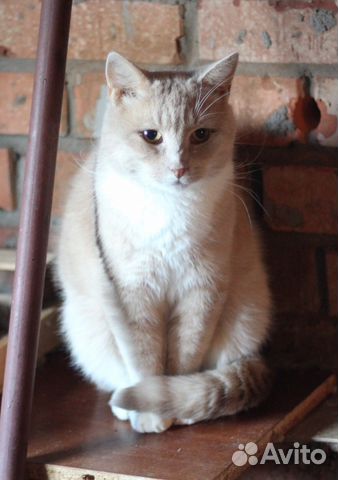Кот Сеня